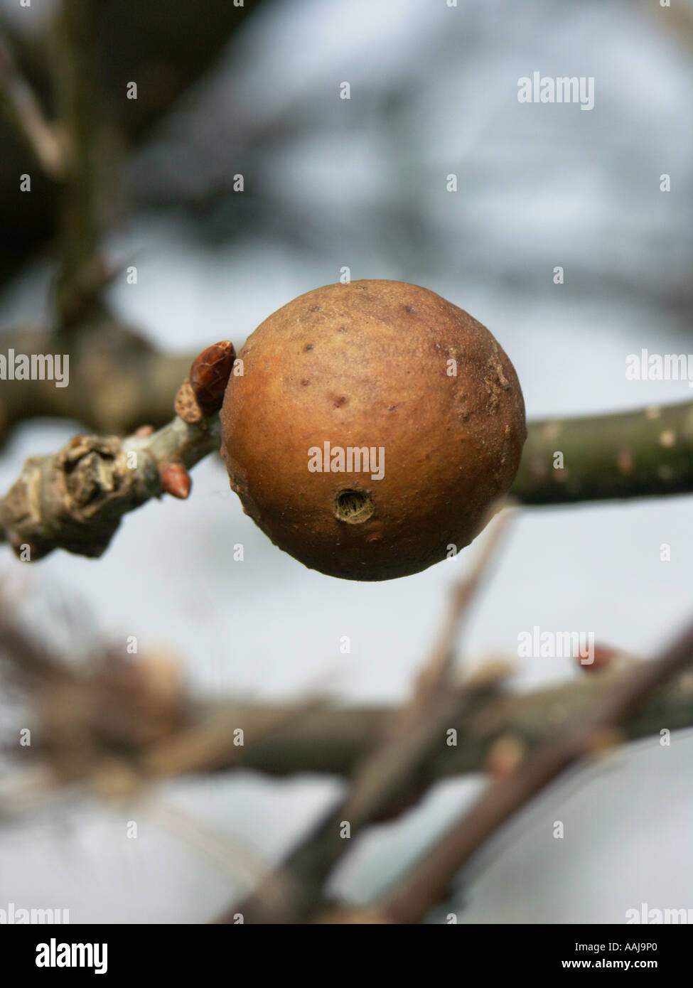 Marble gall wasp andricus kollari hi-res stock photography and images ...