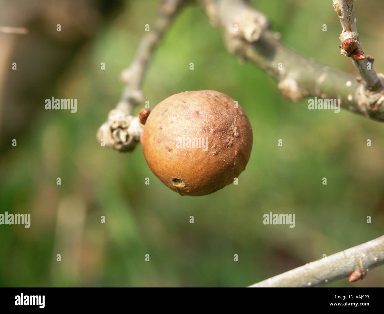 Marble Gall caused by a small wasp Stock Photo - Alamy