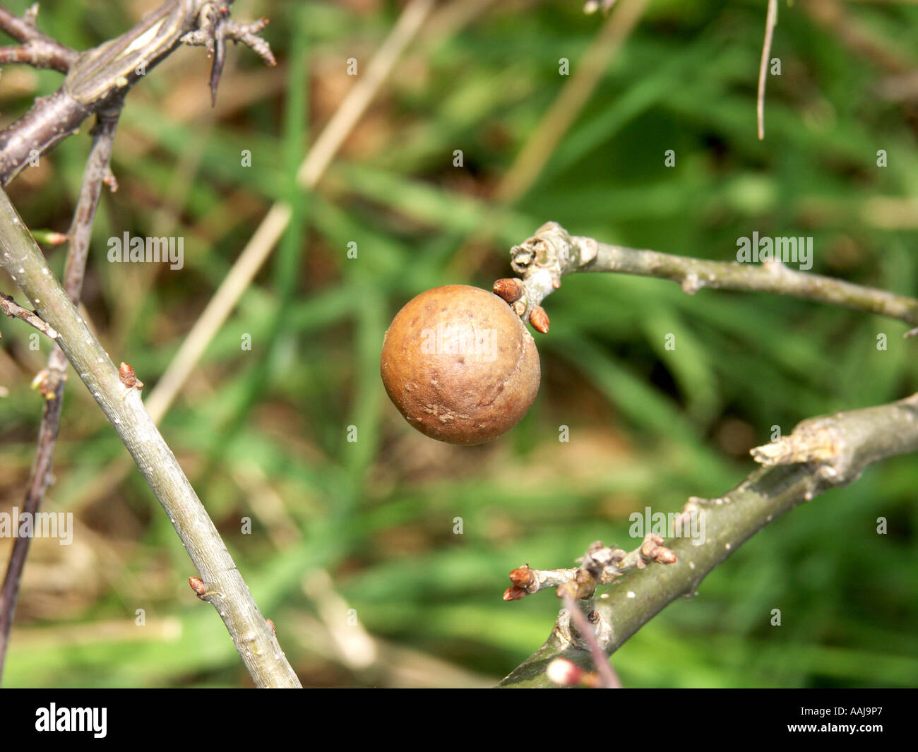 Marble Gall caused by a small wasp Stock Photo - Alamy