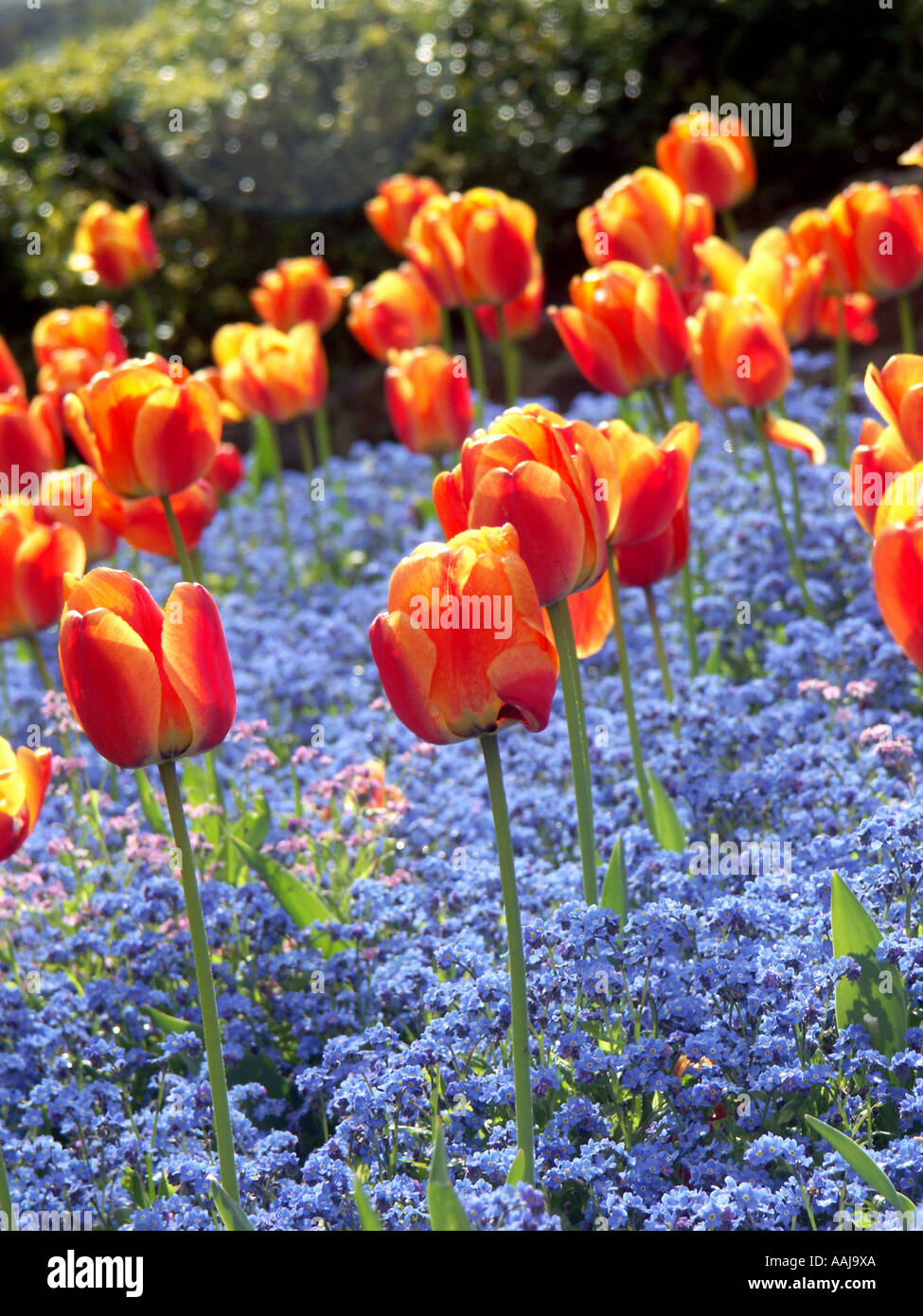 Tulips in May 3 Stock Photo - Alamy