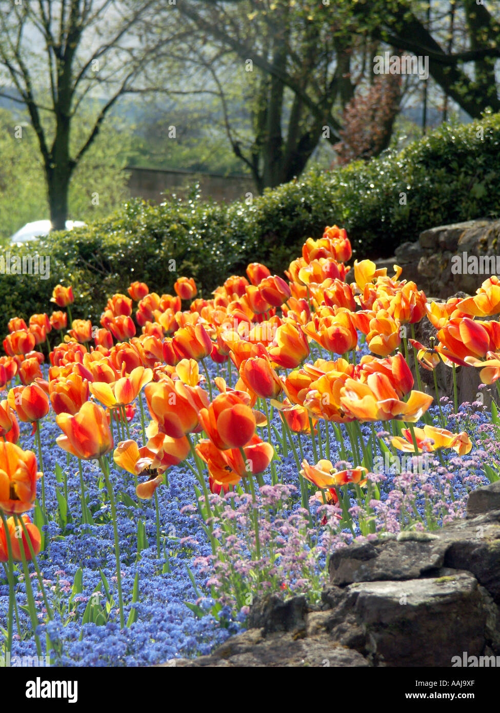 Tulips in may hi-res stock photography and images - Alamy