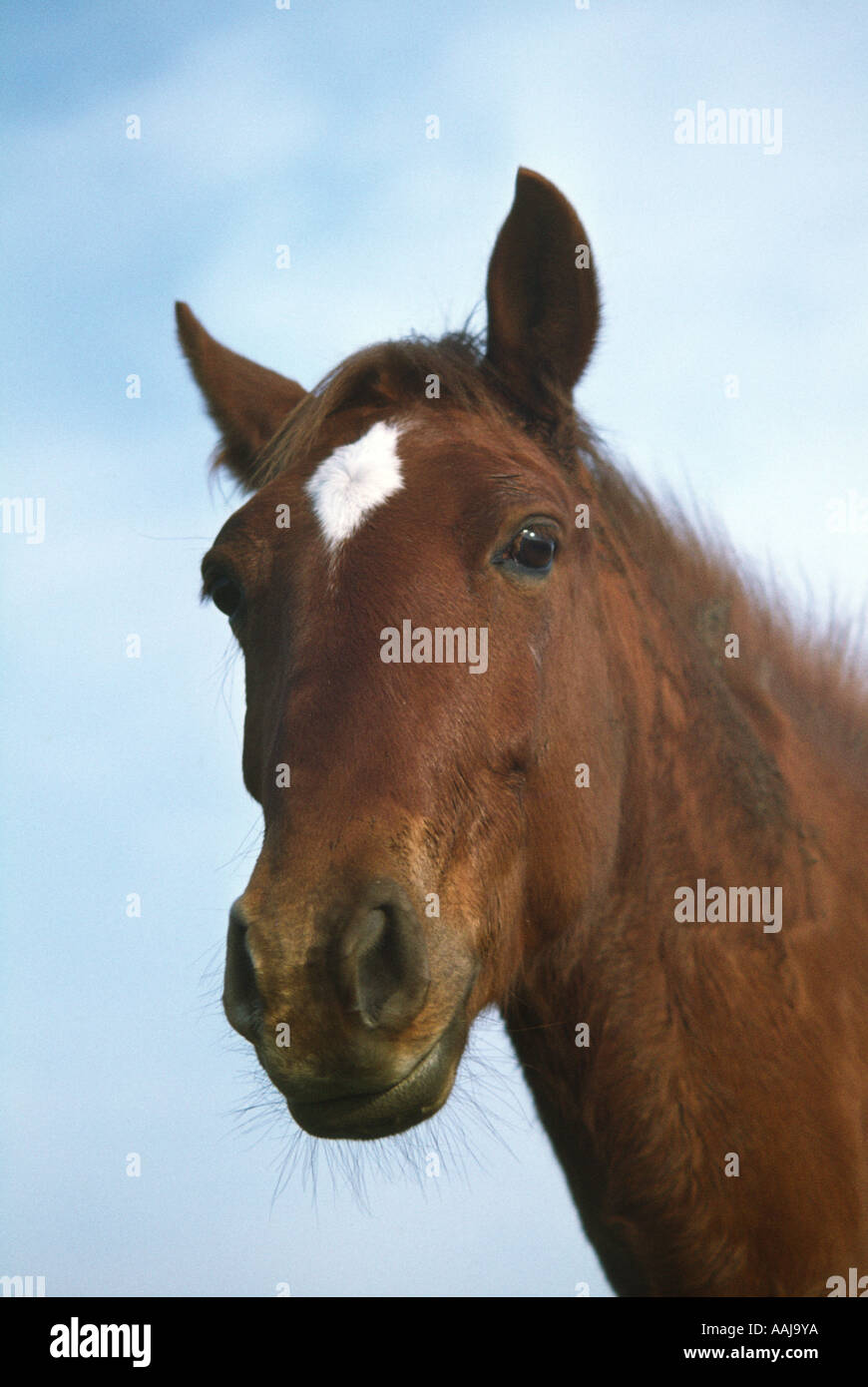 Horse head close up Stock Photo - Alamy