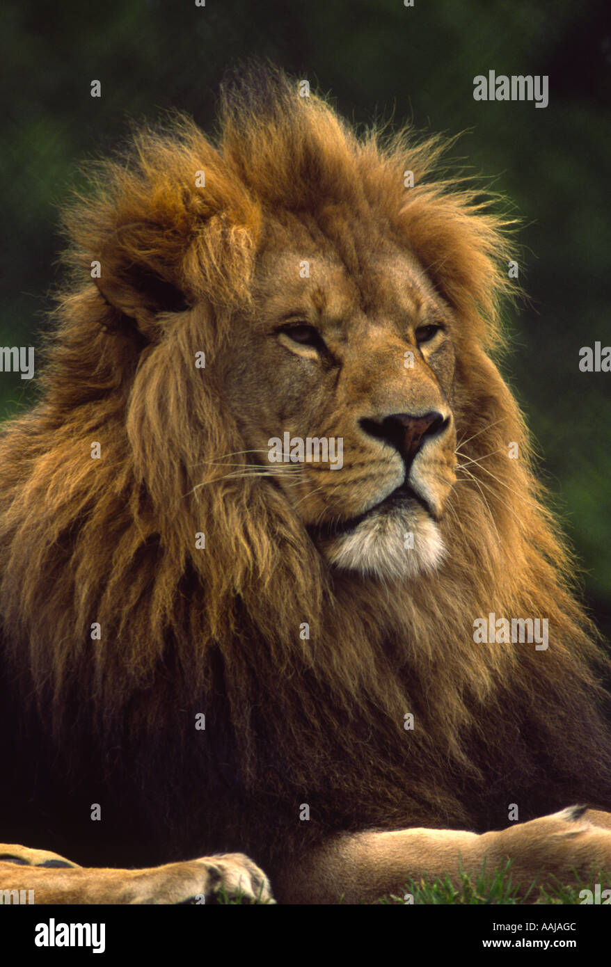 Male lion Panthera leo Stock Photo - Alamy