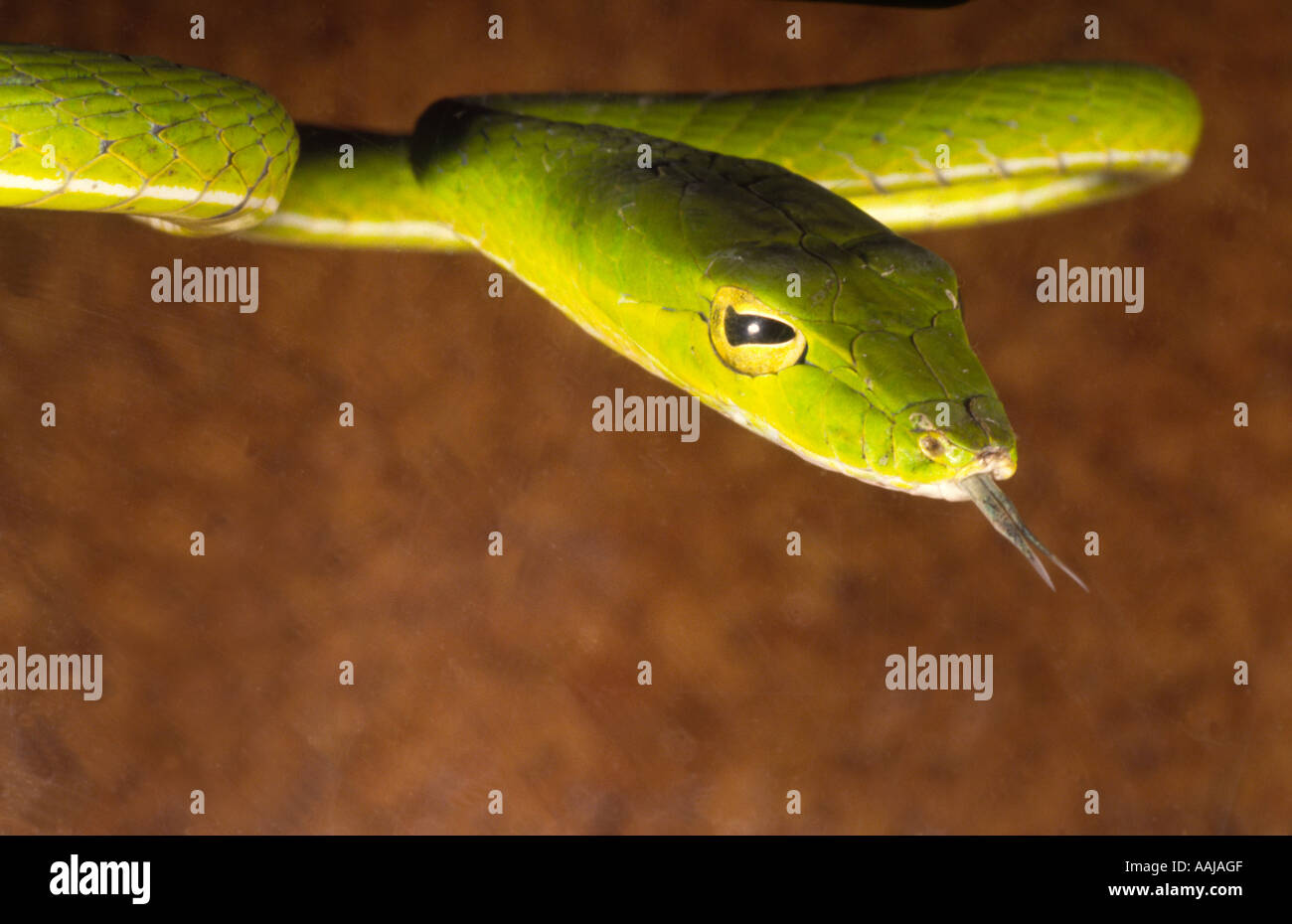 Long nosed tree snake Dryophis nasuta Habitat North America Stock Photo ...