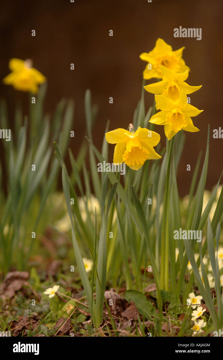 SPRING DAFFODILS AND PRIMROSES IN A WOODED ENVIRONMENT UK Stock Photo ...