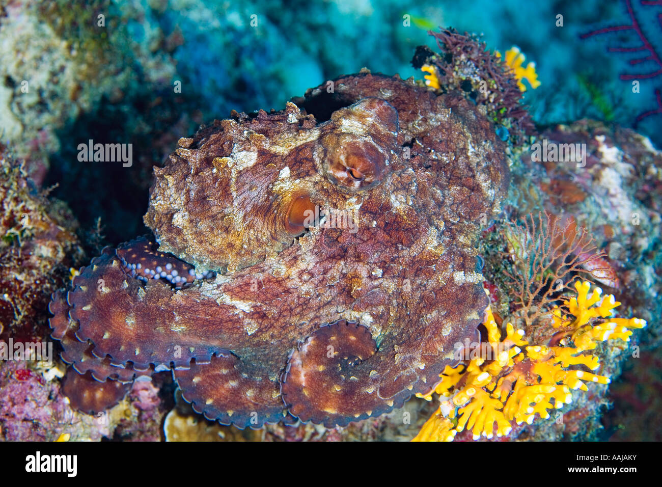 Indo pacific day octopus octopus cyanea hi-res stock photography and ...