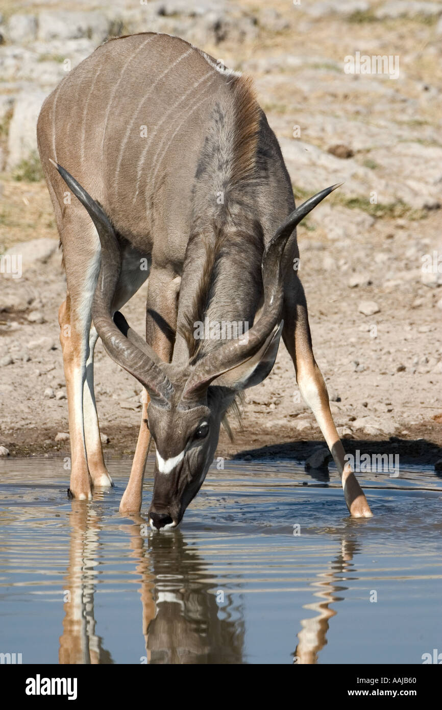 Kudu bull drinking Stock Photo - Alamy