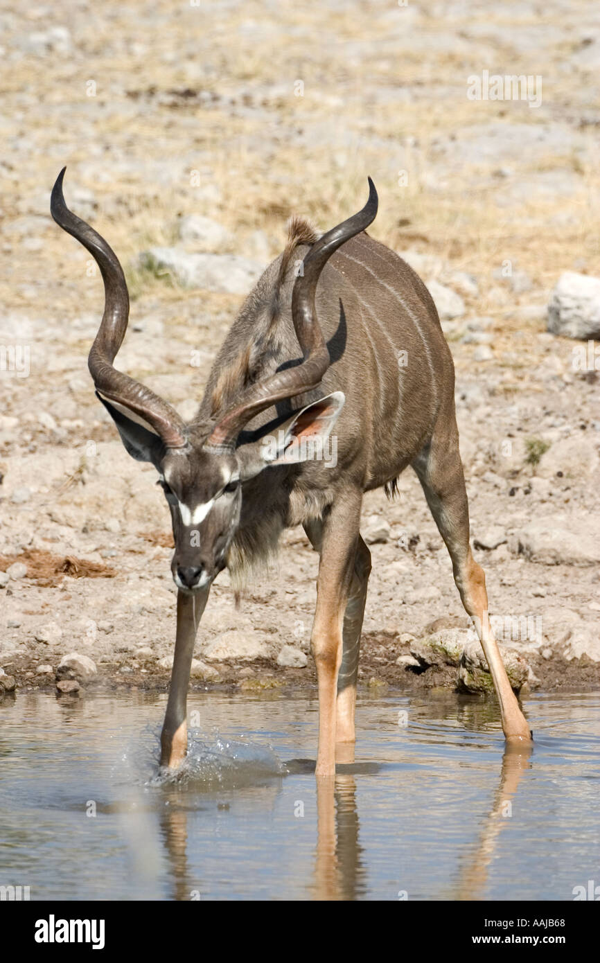 Kudu bull drinking Stock Photo - Alamy
