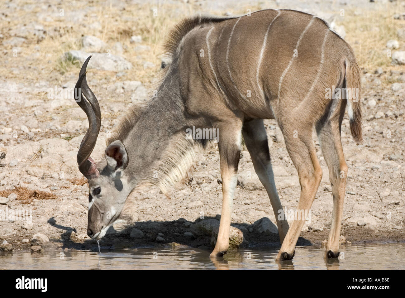 Kudu bull drinking Stock Photo - Alamy