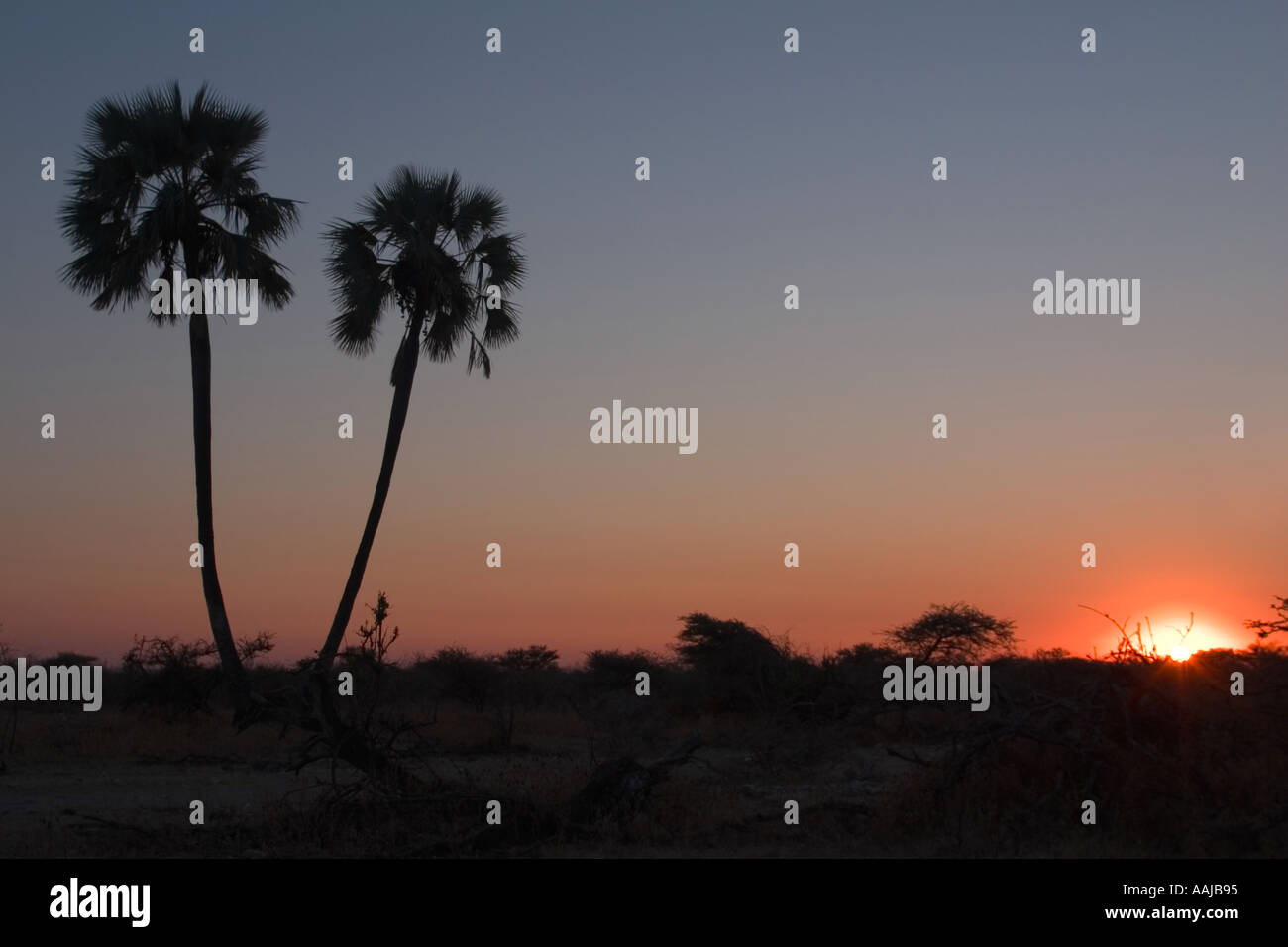 palm tree Sunset Etosha Namibia Stock Photo - Alamy