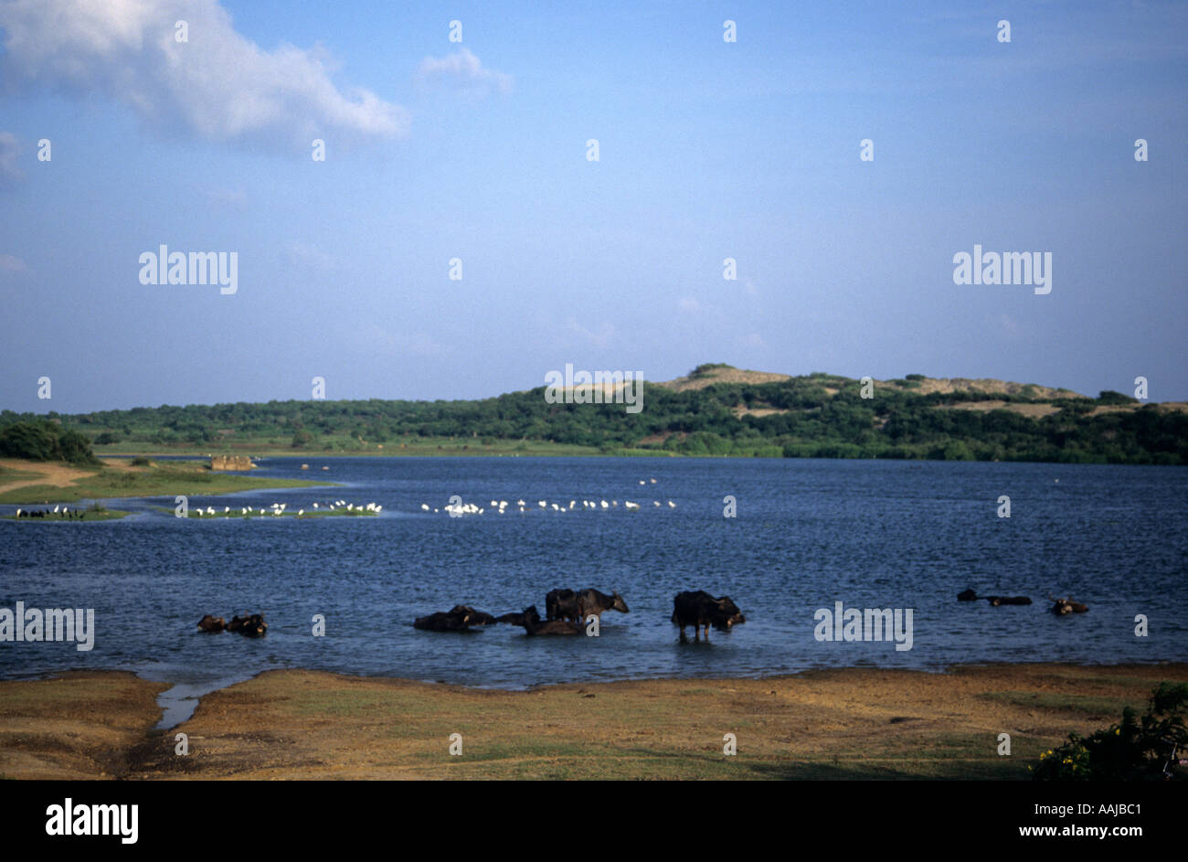 Yala National Park, Sri Lanka Stock Photo - Alamy