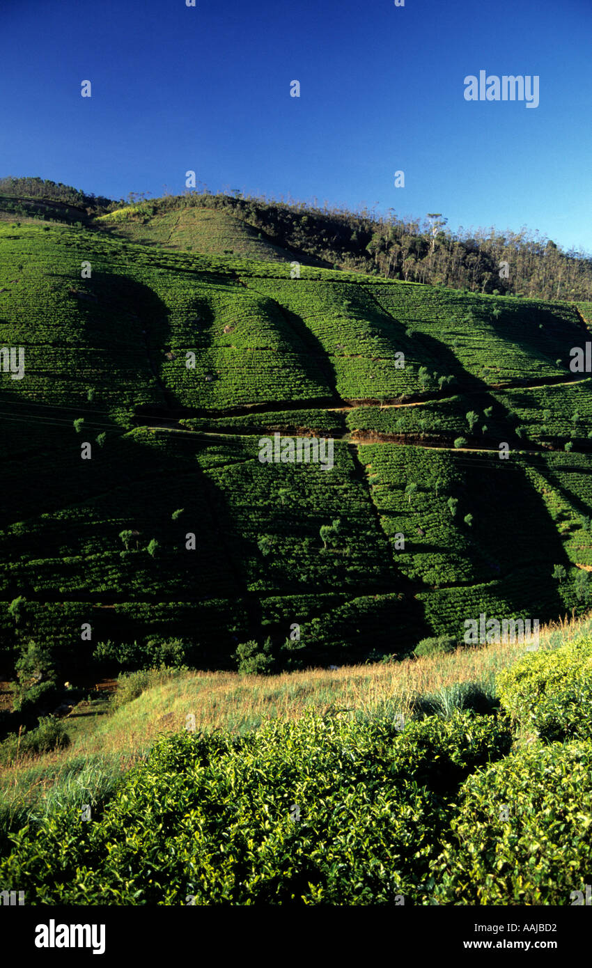 Terraced Tea Plantation Sri Lanka Stock Photo - Alamy