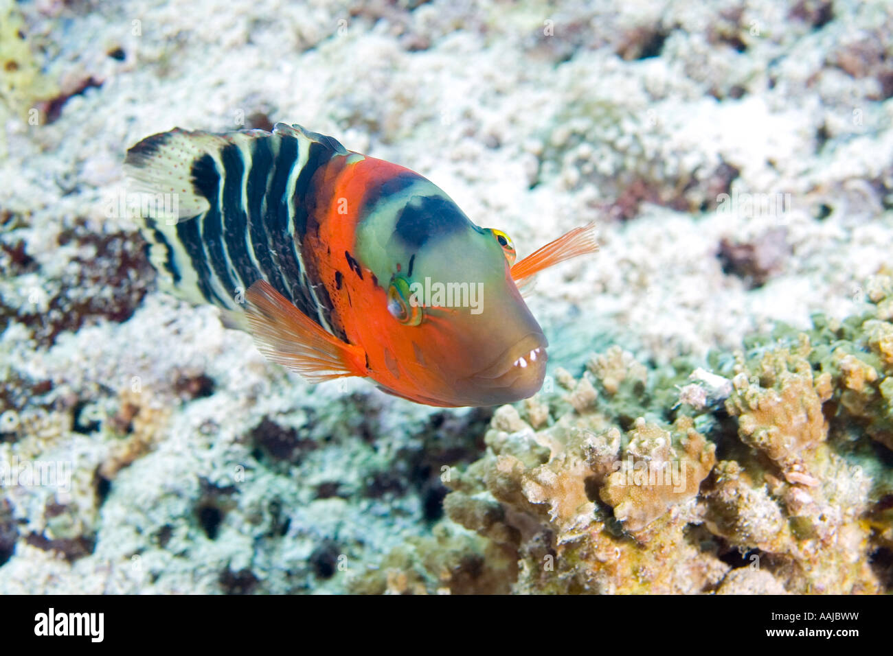 Scarlet wrasse hi-res stock photography and images - Alamy