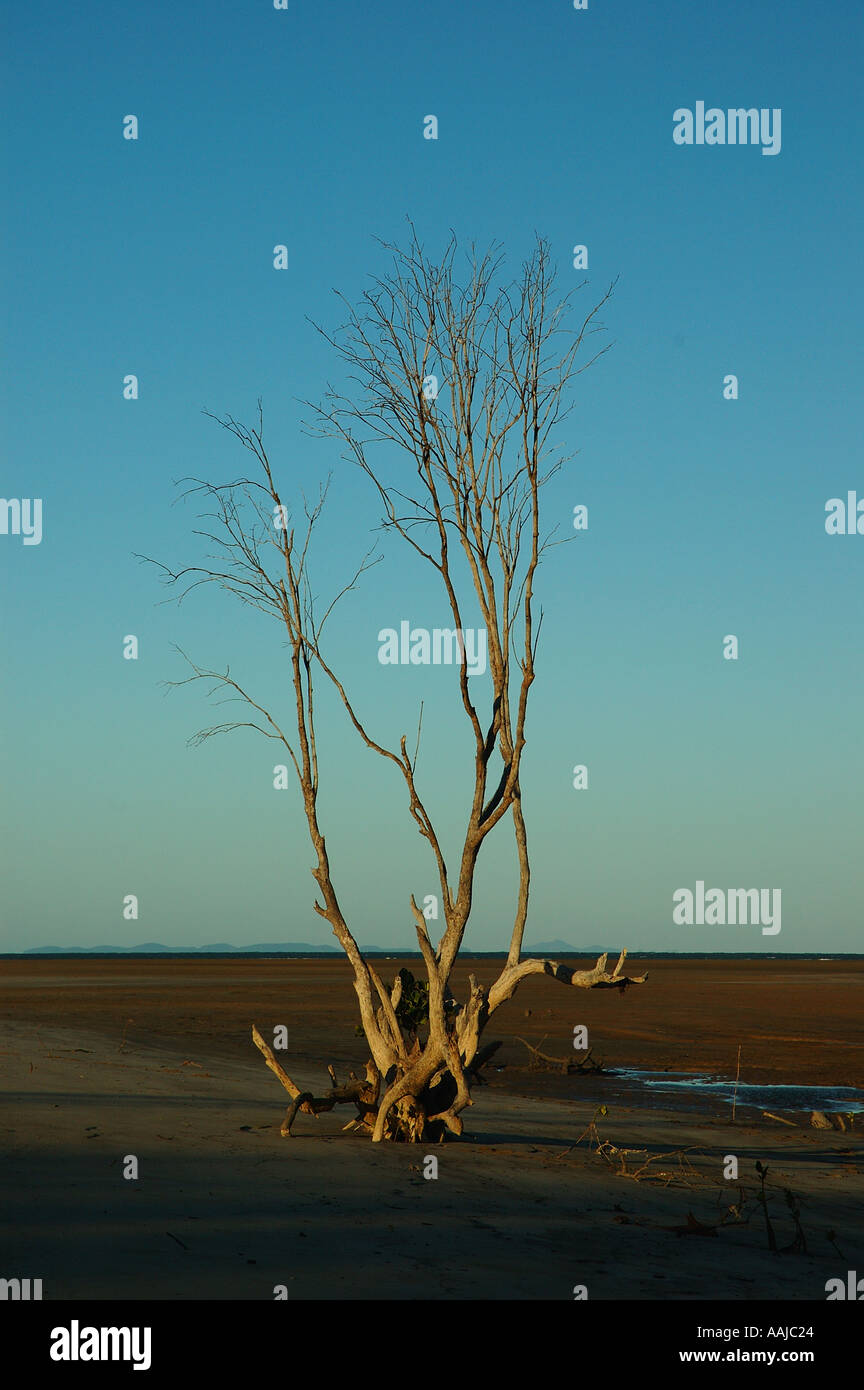 Dead tree on seaside far north queensland killed by rising sea levels ...