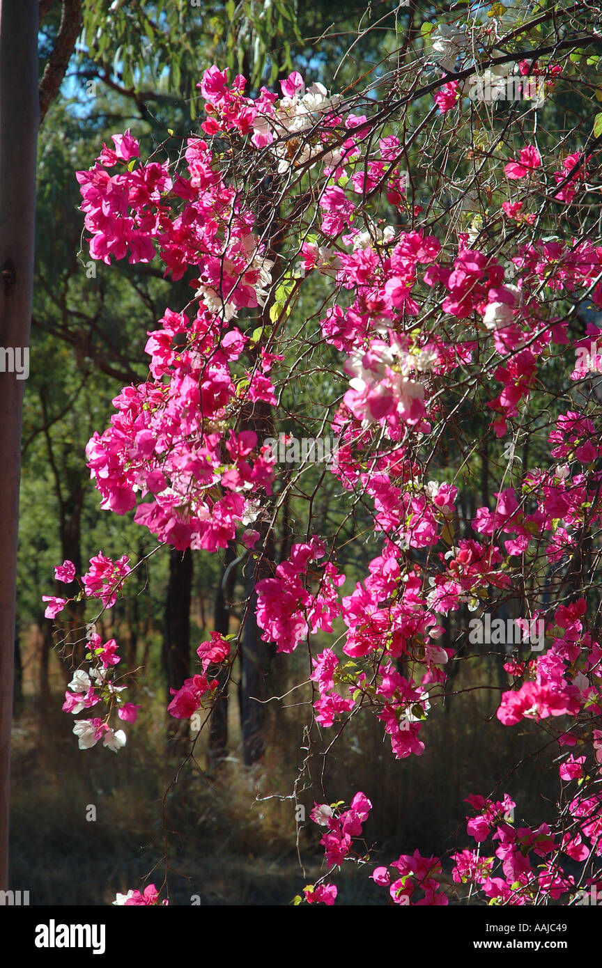 Bougainvillea flower bract dsc 0848 Stock Photo - Alamy