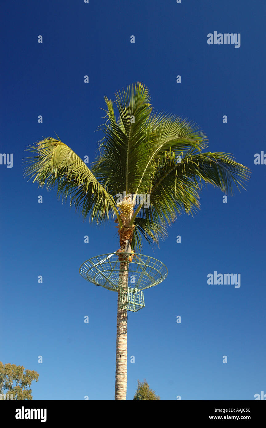 Coconut Palm Tree Parts