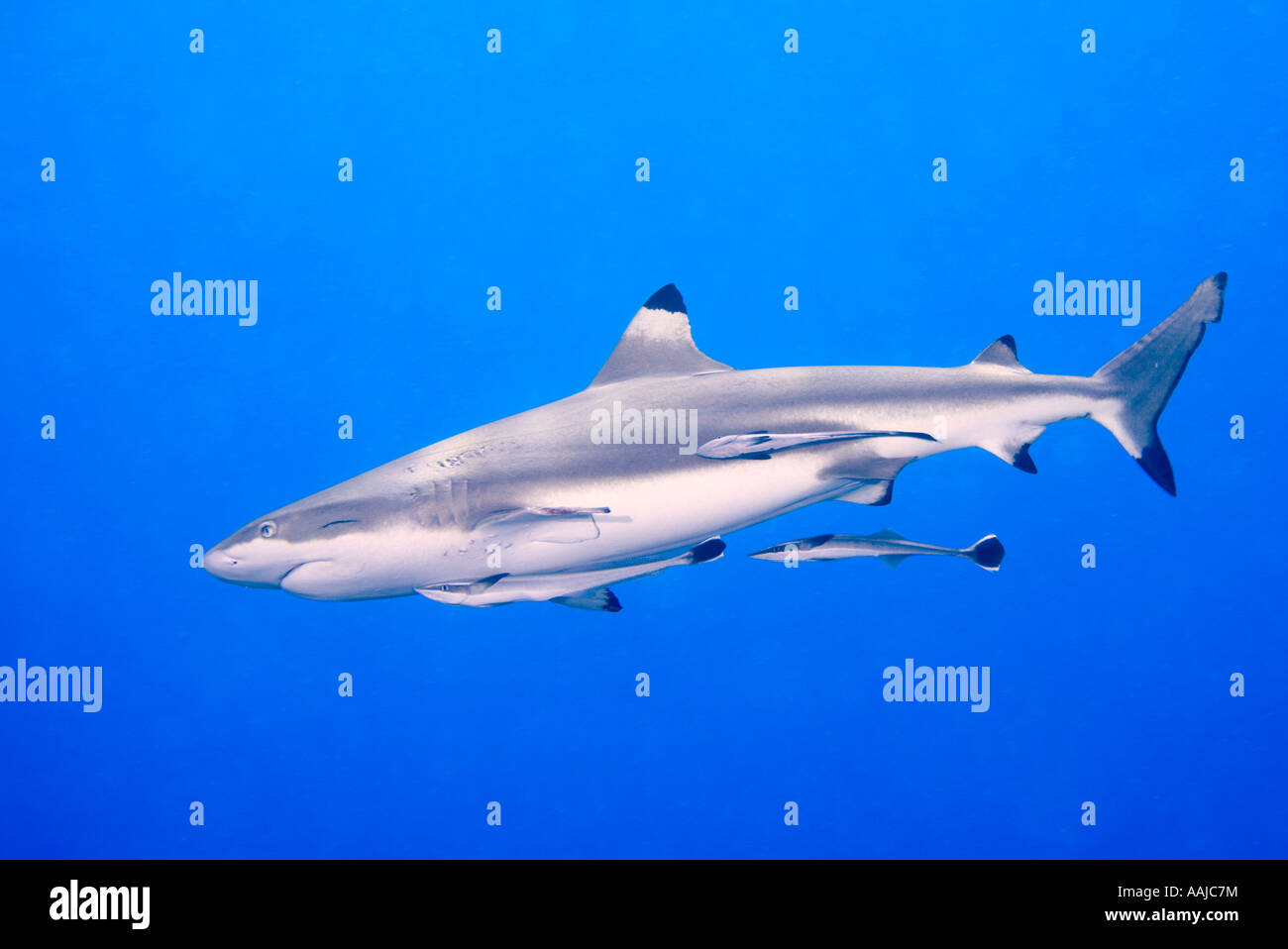 Blacktip Reef Shark, Carcharhinus melanopterus and Remora or Slender ...