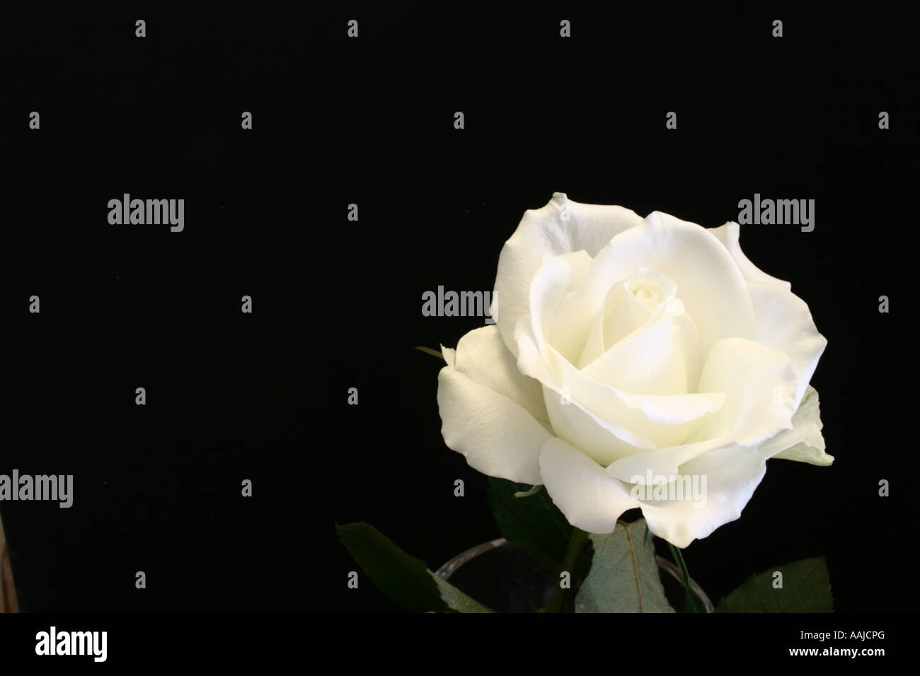 A White Rose against a Black background Stock Photo - Alamy