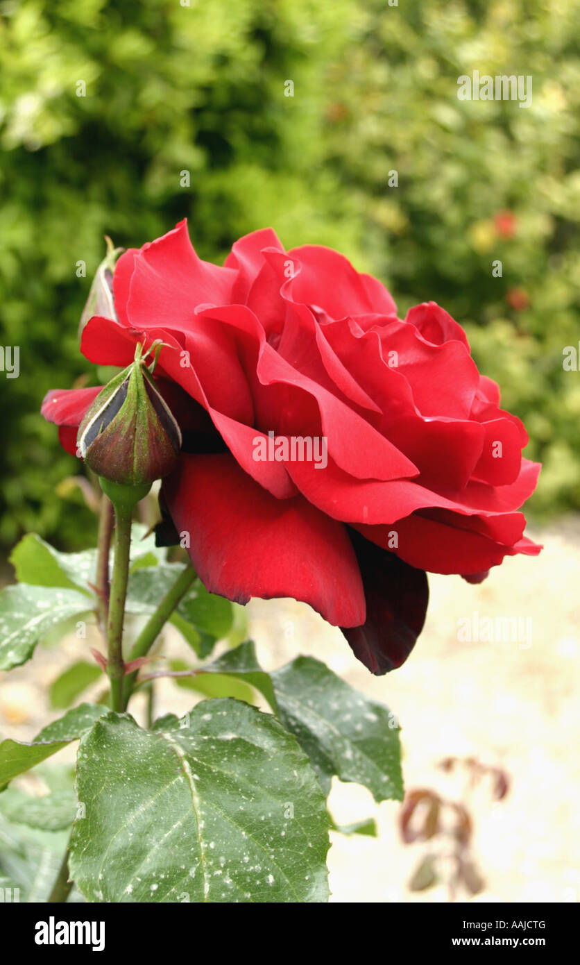 Roses 'r' Red Stock Photo - Alamy