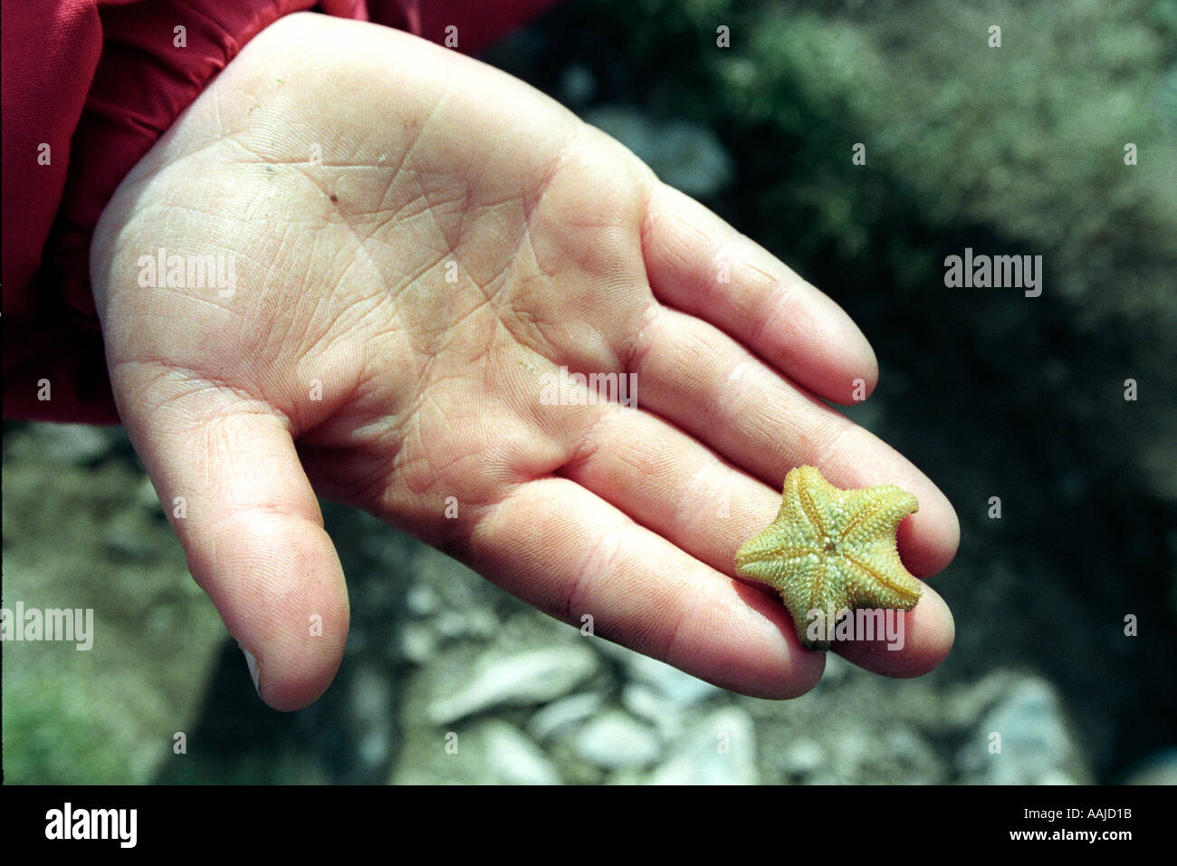 Brooding Cushion Star Asterina phylactica a unique colony of 3000 ...