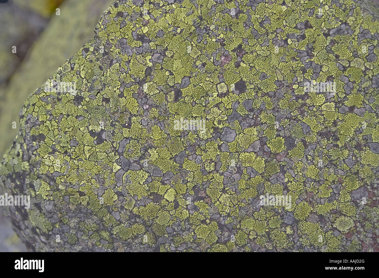 moss on stone Stock Photo - Alamy