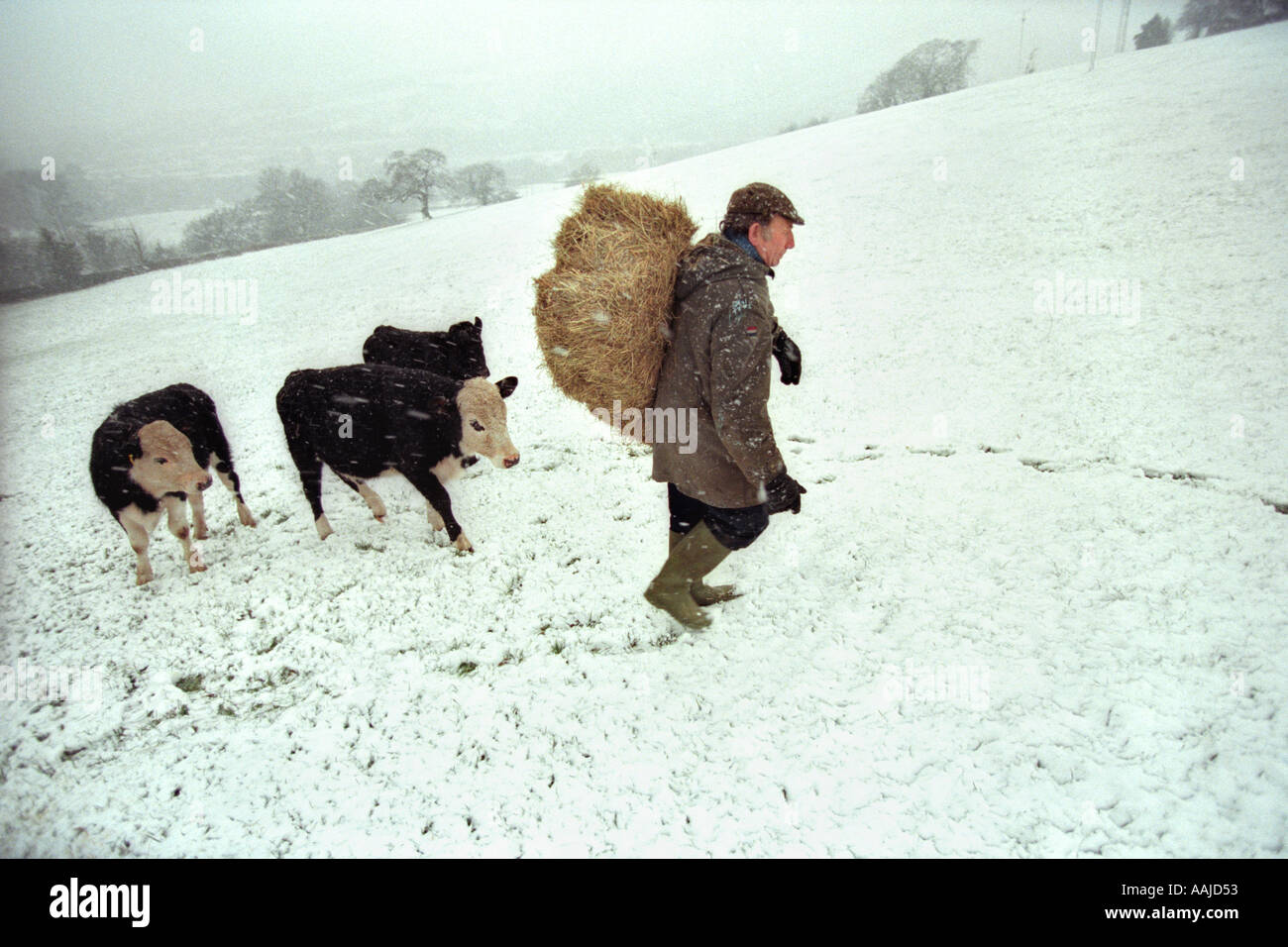 Farmer feeding his livestock in a snow storm on hill farm in South ...