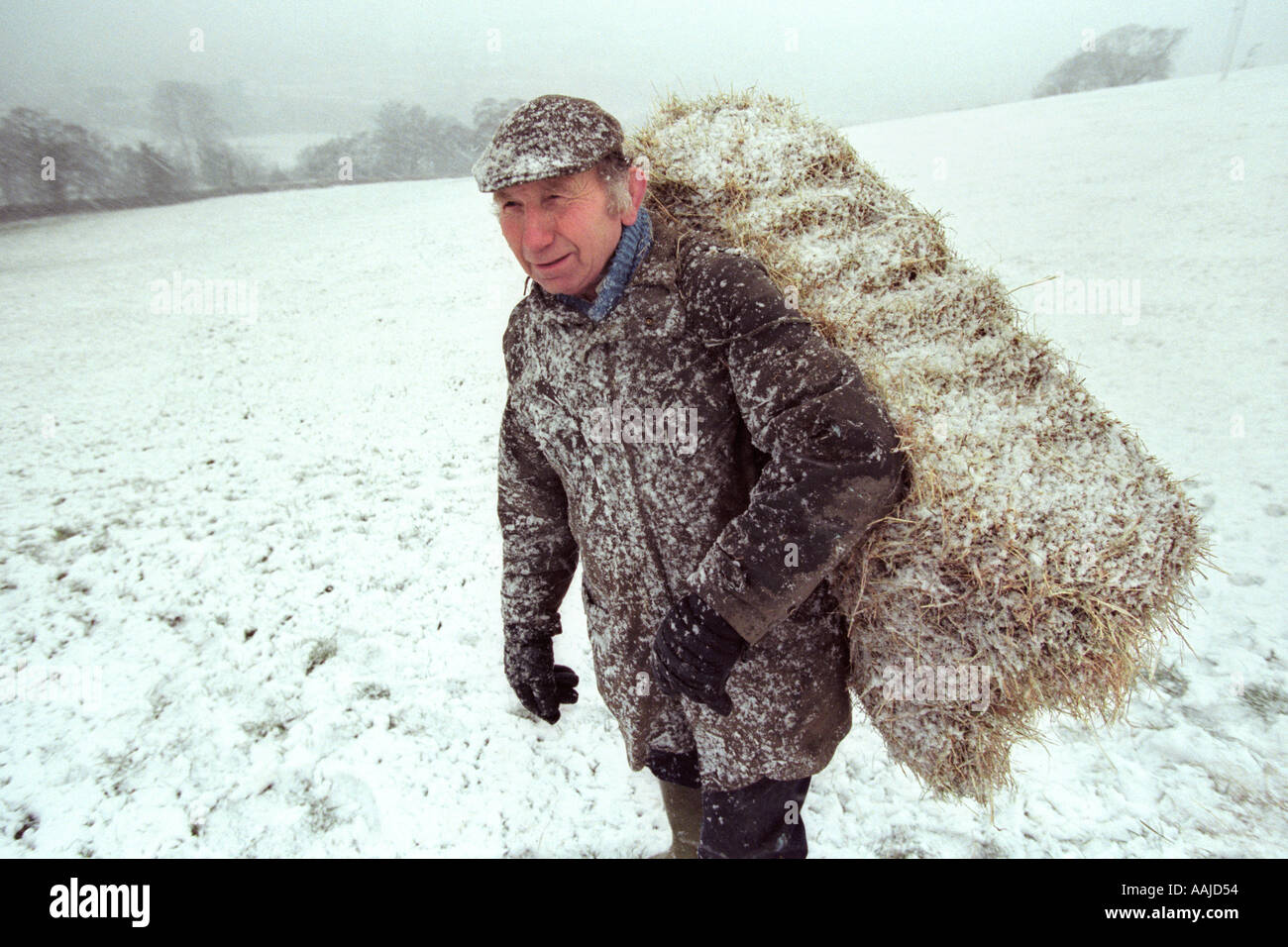 Farmer feeding his livestock in a snow storm on hill farm in South ...