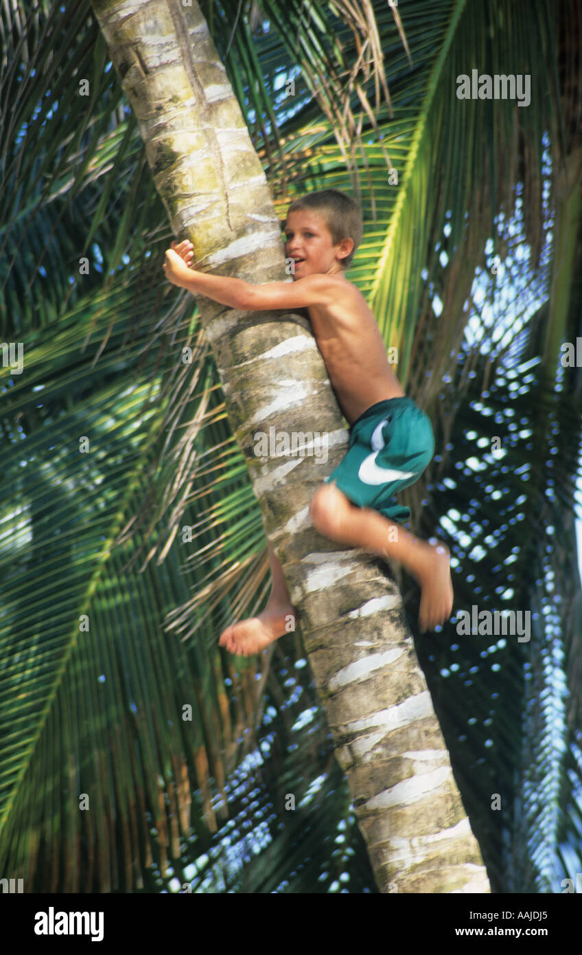 Child climbing a palm tree, Turtle Bay Resort, Watamu, Kenya Stock ...