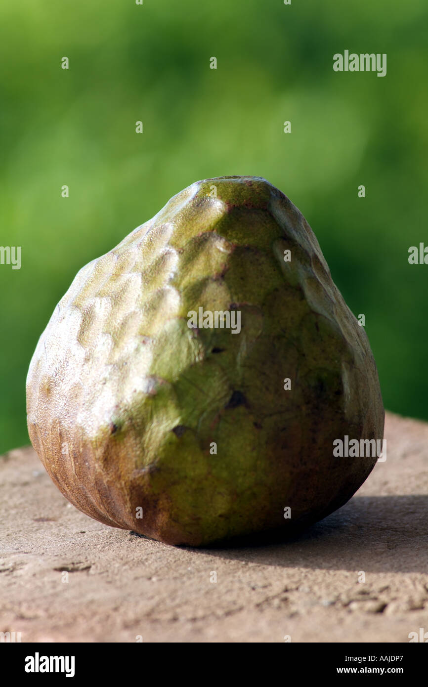 Custard Apple. Annona Reticulata also known as bulls heart or bullocks ...