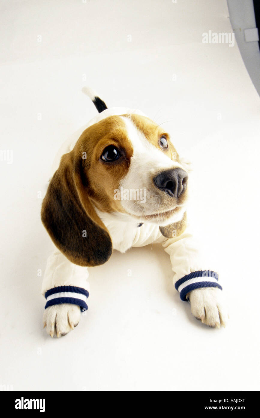 Cloth tail hi-res stock photography and images - Alamy