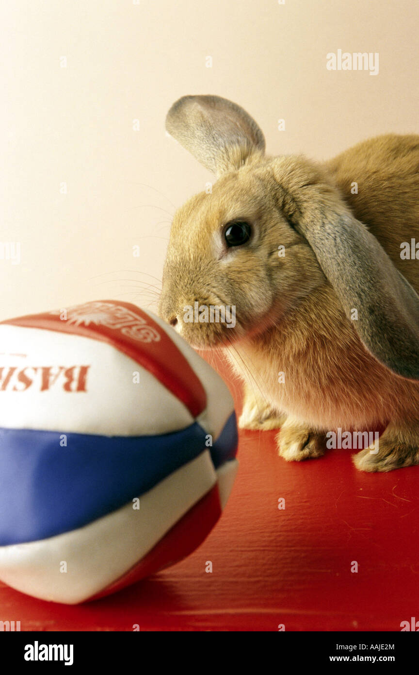 Rabbit and ball Stock Photo - Alamy