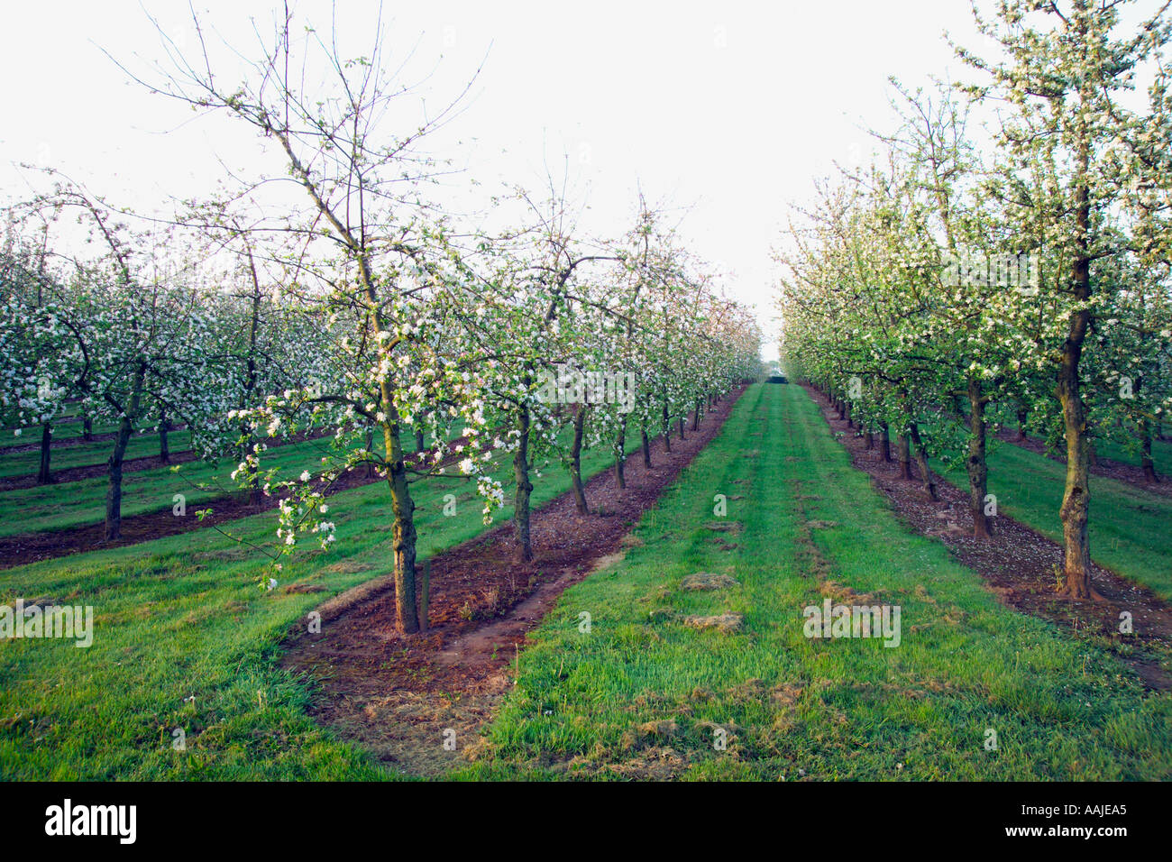 Apple orchards in Somerset UK Stock Photo - Alamy