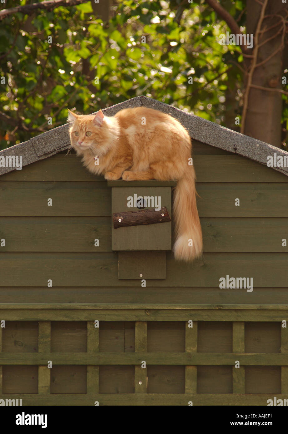 ginger tom cat sitting on a bird box waiting for the nesting bird to ...