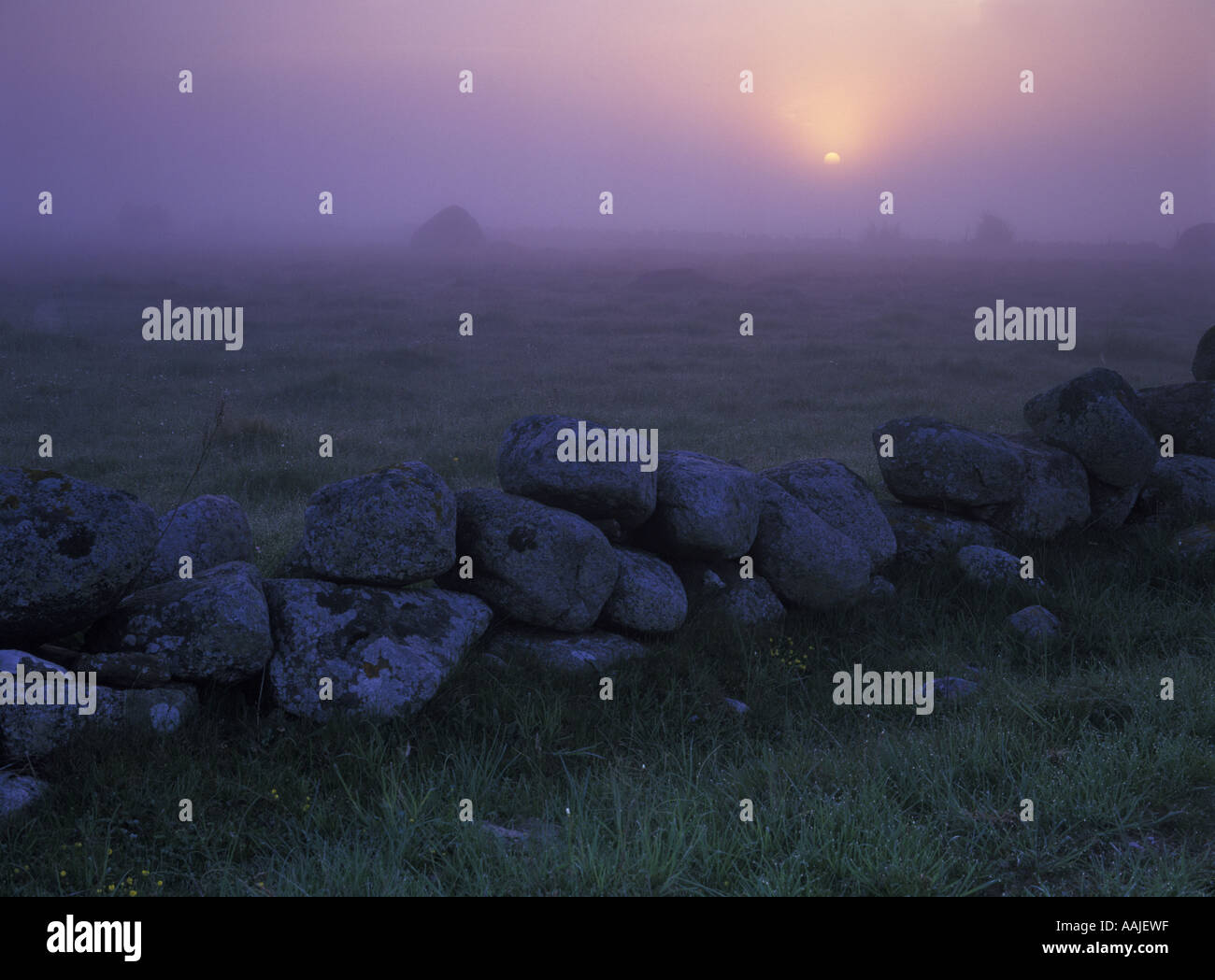 Stone wall in pasture landscape at dawn Stock Photo - Alamy