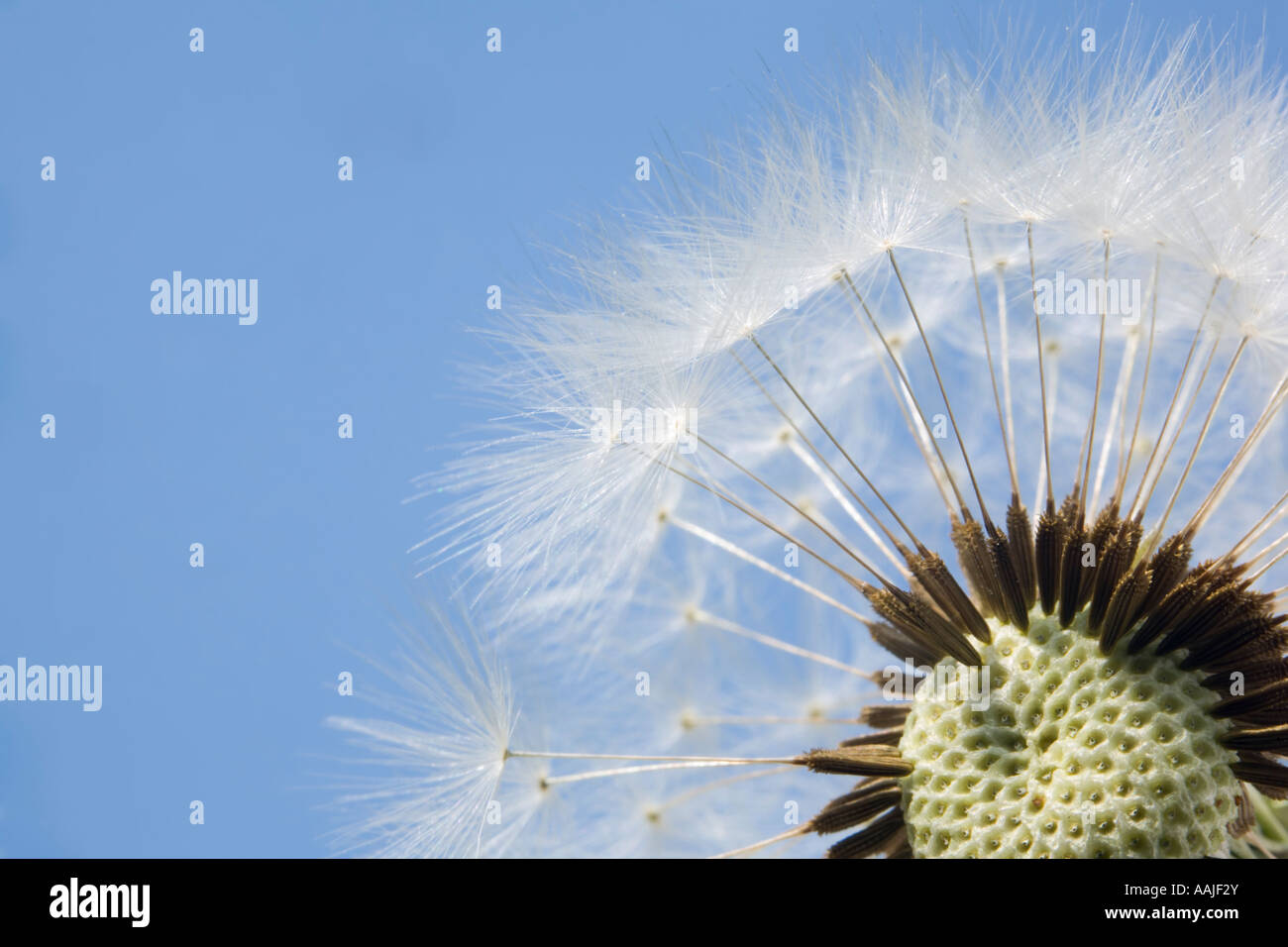 Dandelion clock with seeds hi-res stock photography and images - Alamy