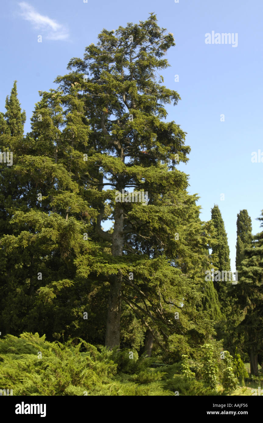 Crimea, world famous botanical garden of Nikita Stock Photo - Alamy