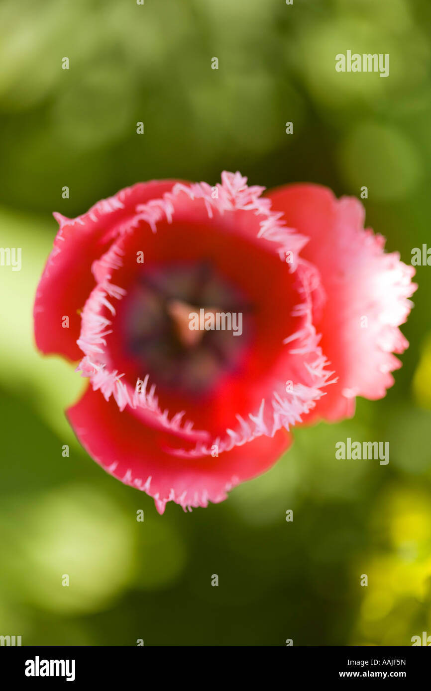 Scarlet feather flower hi-res stock photography and images - Alamy