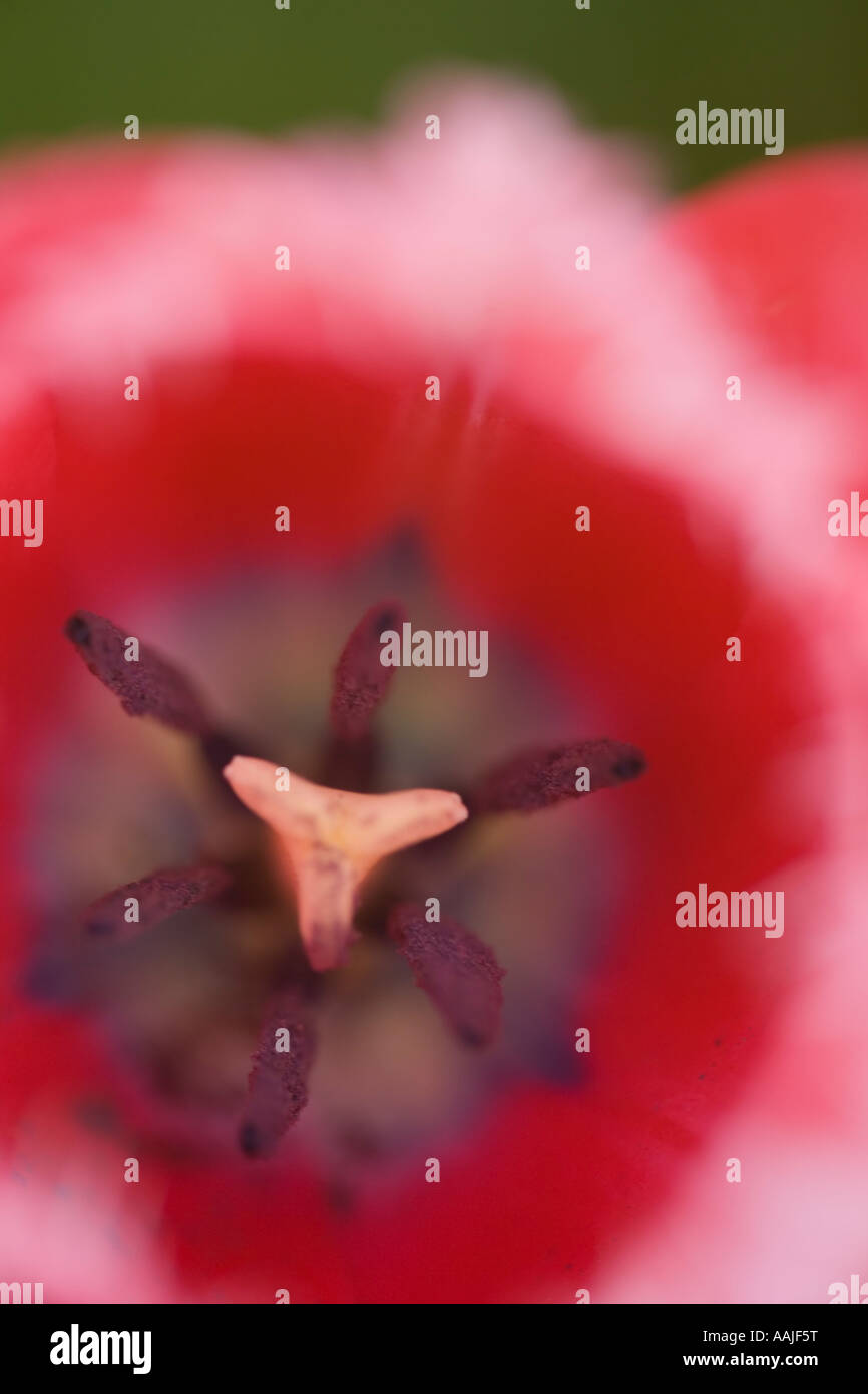 Scarlet feather flower hi-res stock photography and images - Alamy