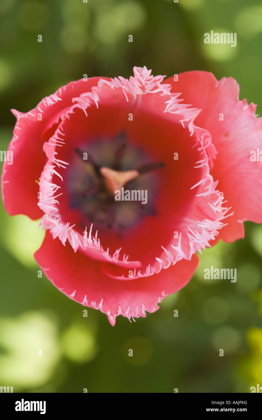Scarlet feather flower hi-res stock photography and images - Alamy