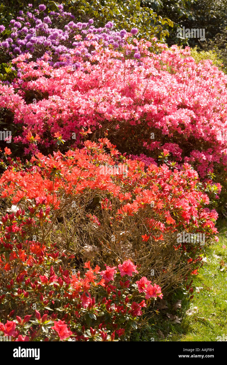 Exbury azaleas hi-res stock photography and images - Alamy