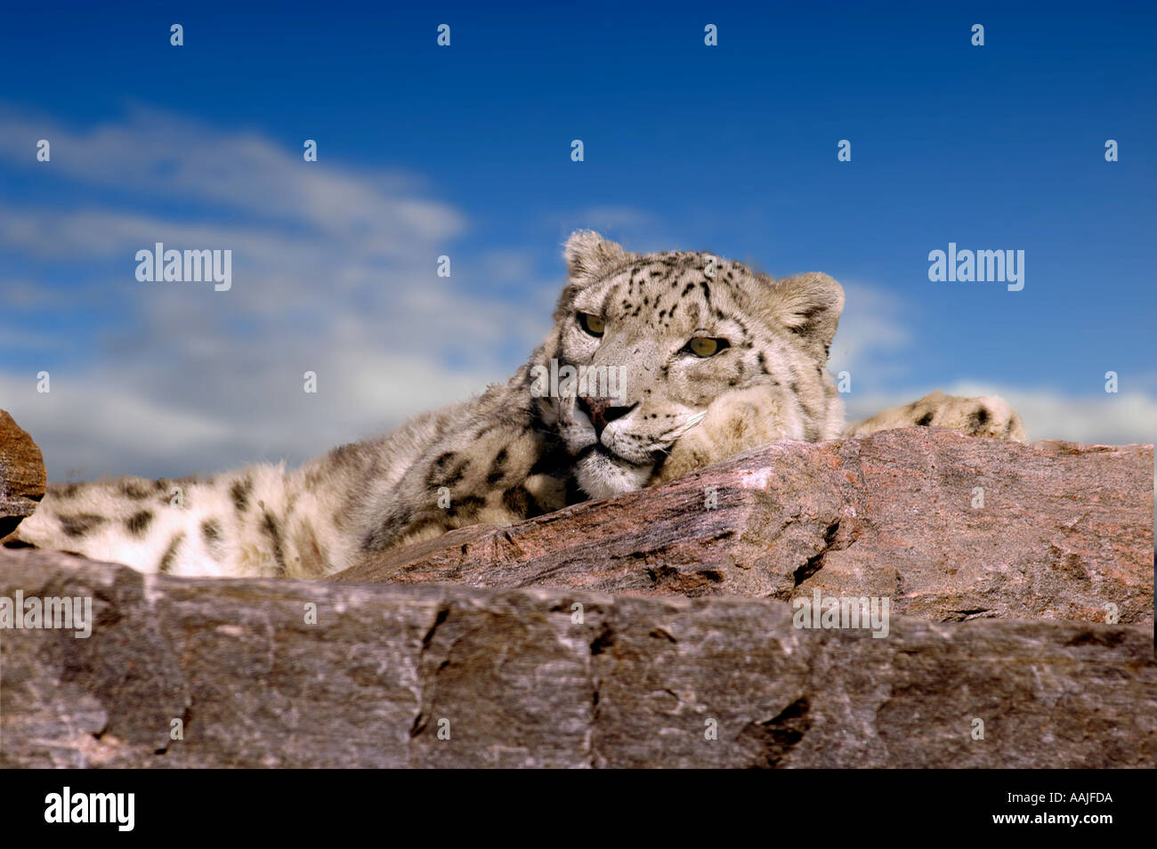 Snow leopard on rock Stock Photo - Alamy