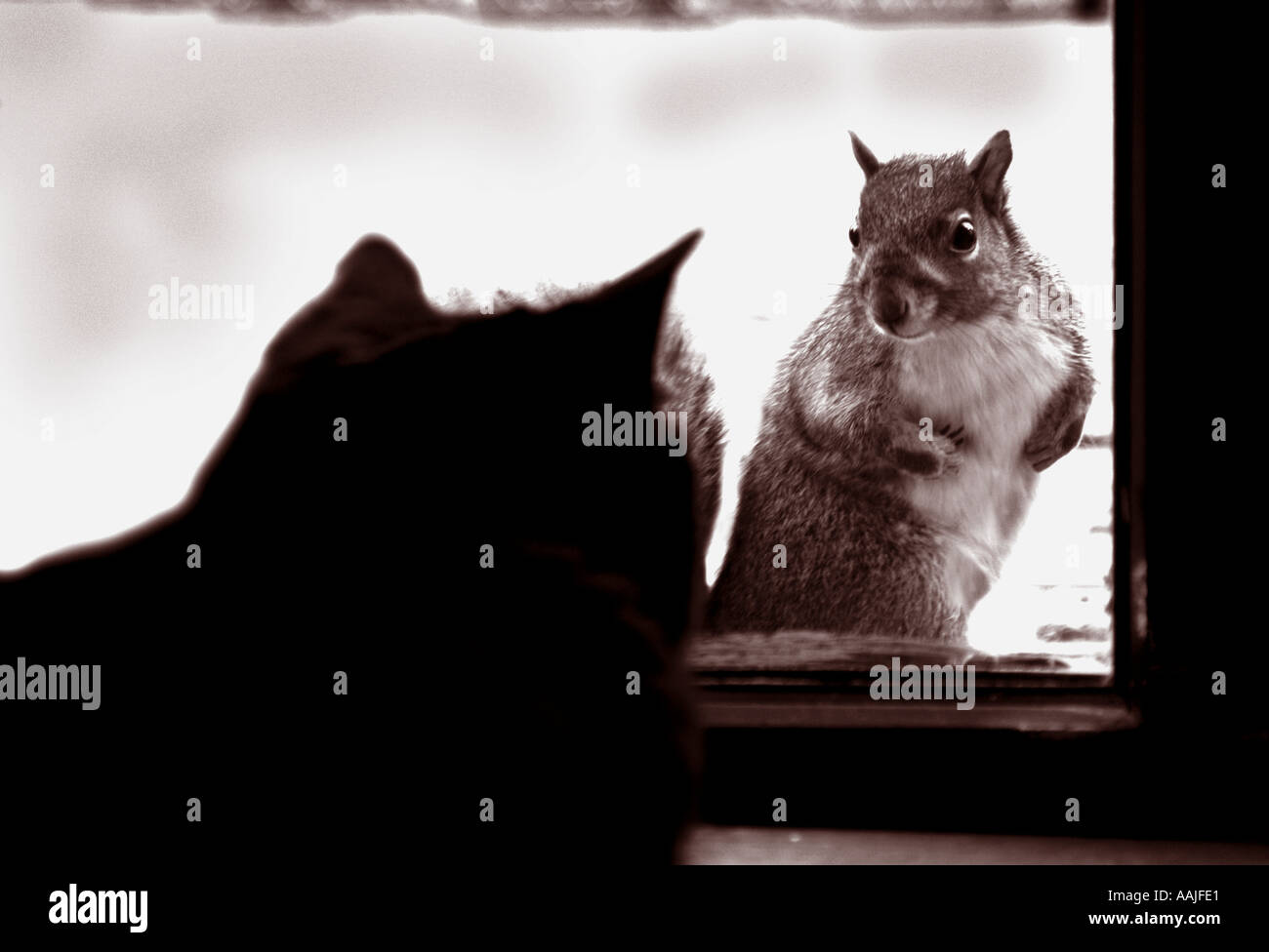 Cat and squirrel meet Stock Photo - Alamy