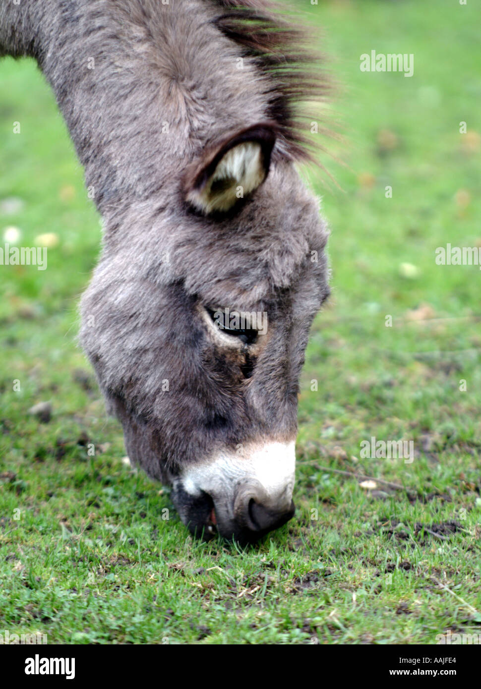 Donkey behavior hi-res stock photography and images - Alamy
