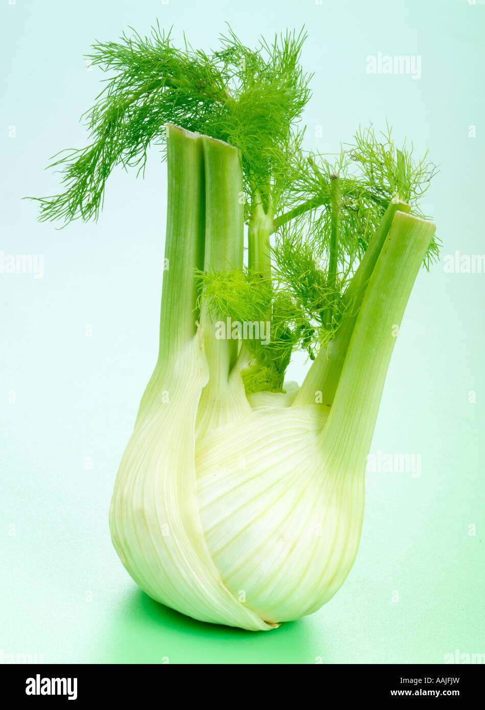 Fennel bulb hi-res stock photography and images - Alamy