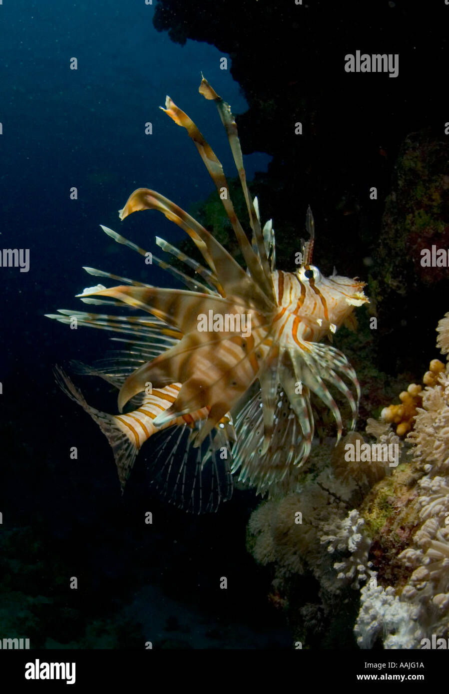 Lion fish swimming with toxic fins extended Stock Photo - Alamy