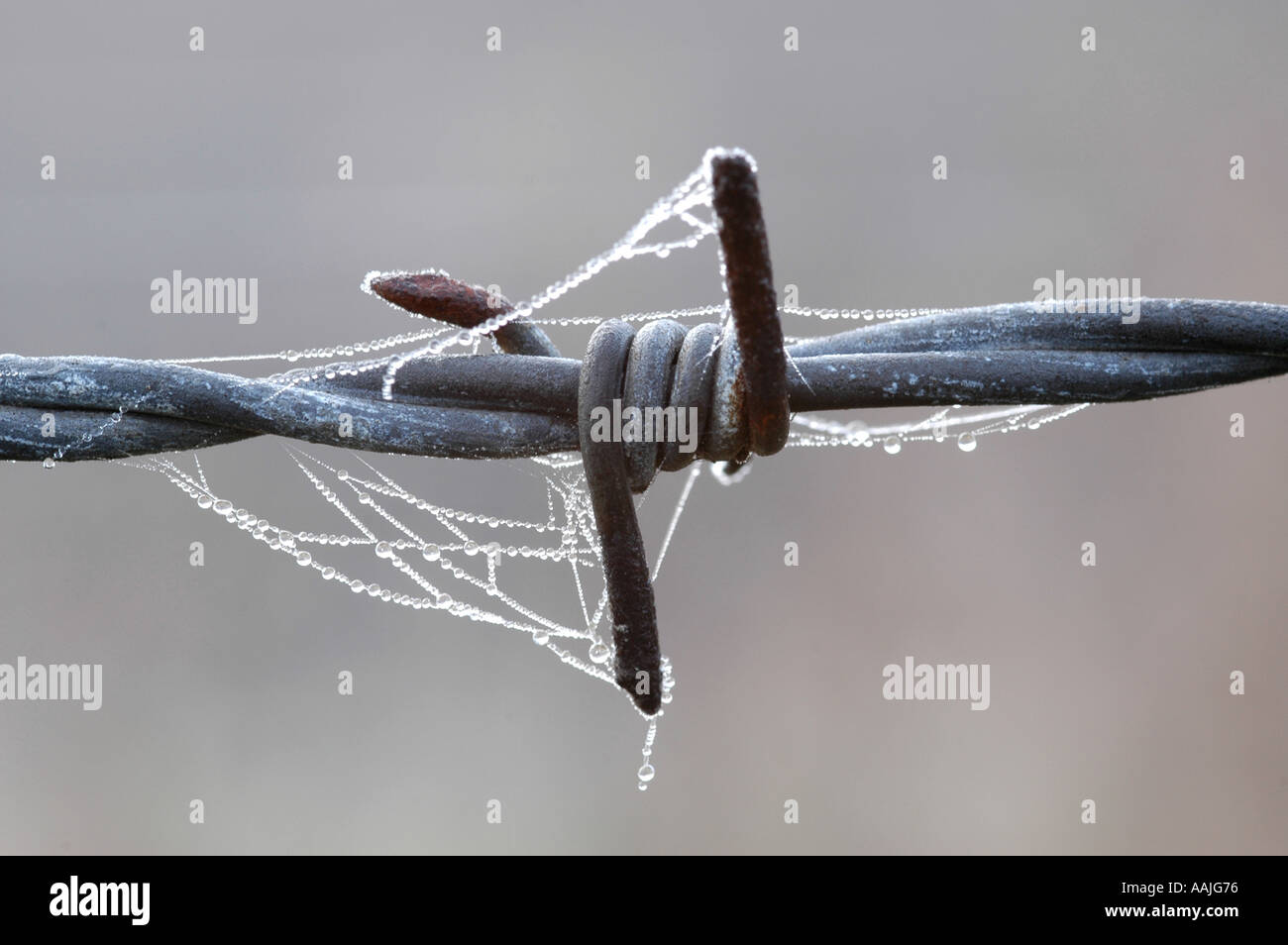 Barbed Wire Hung with Spider Web and Dew Stock Photo - Alamy