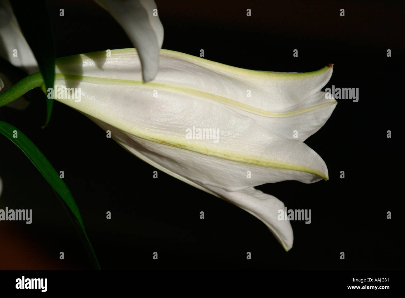 Close up side view of White Lily Head against dark background Stock ...
