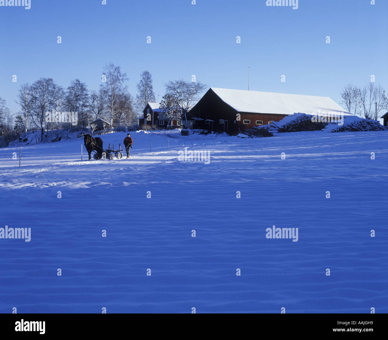 Forest work with horse and sleigh in winter Stock Photo - Alamy