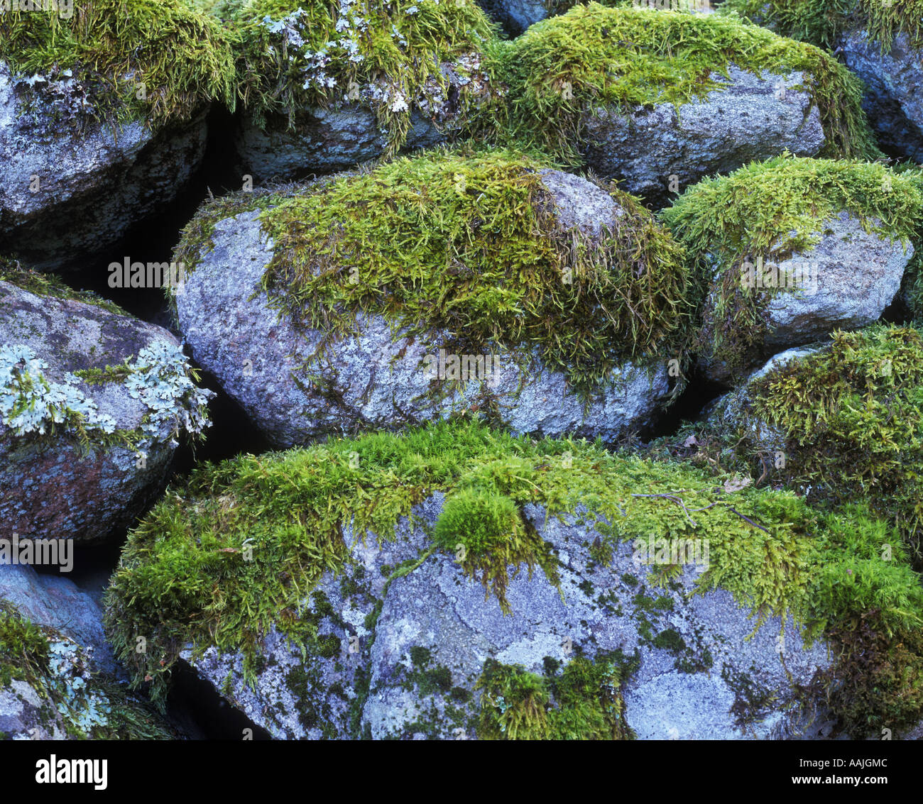 Stone wall stones with green moss Stock Photo - Alamy