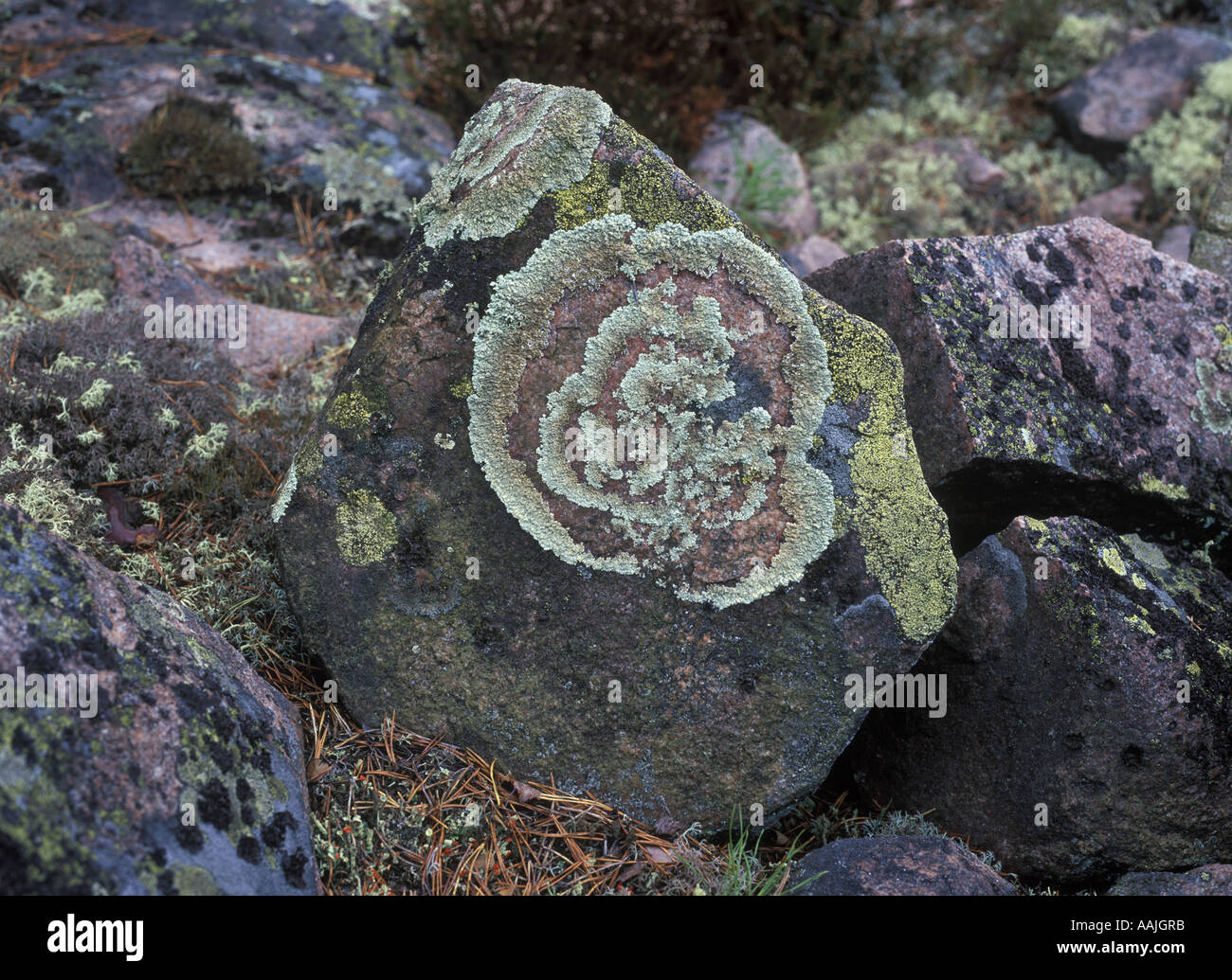 Lichen on stone Stock Photo - Alamy
